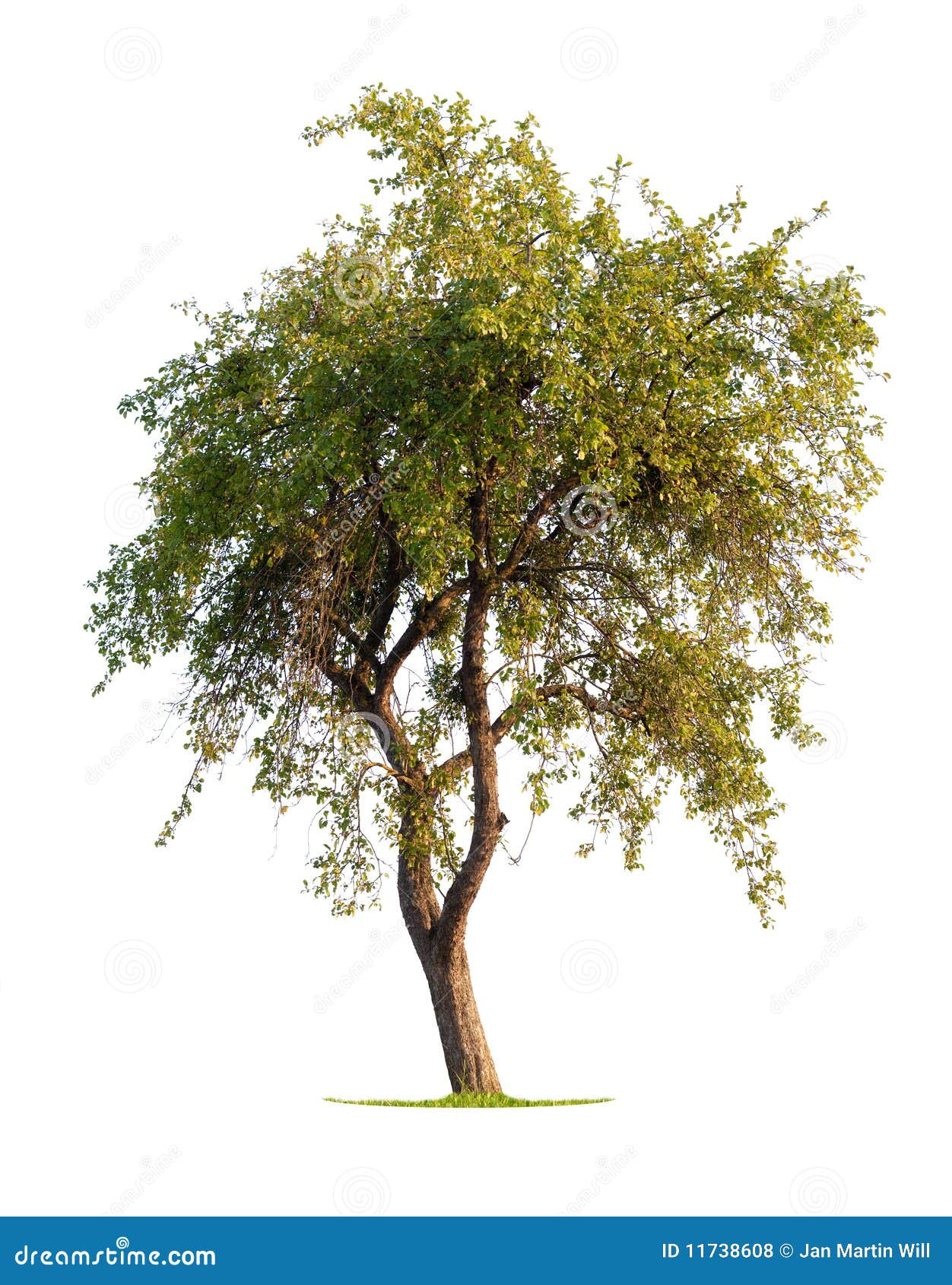 Isolated tree stock photo. Image of branches, tree, single - 11738608