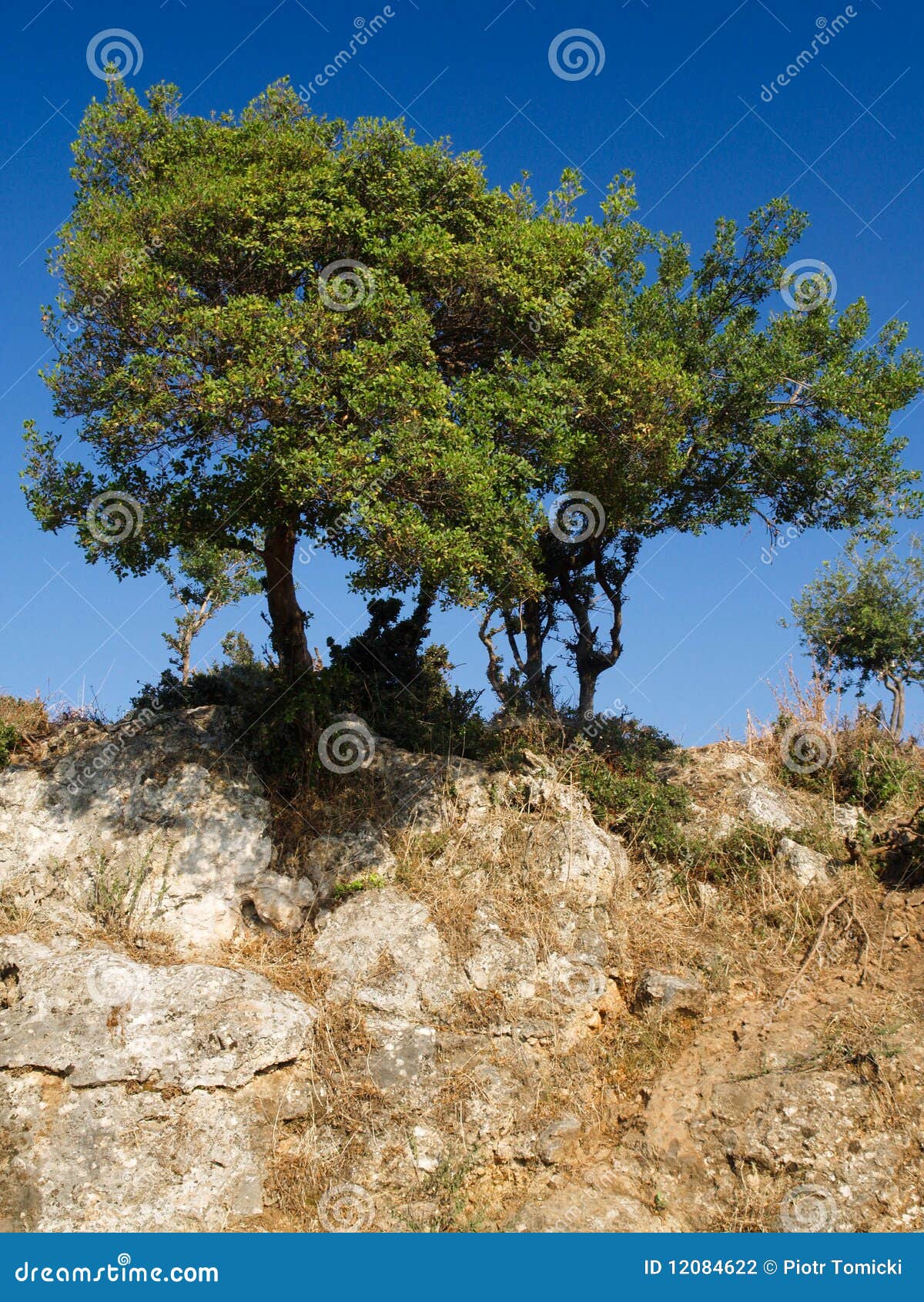 Isolated tree stock photo. Image of standing, isolation - 12084622
