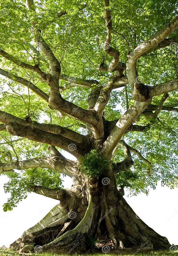 Isolated tree stock image. Image of isolated, adventure - 14352841