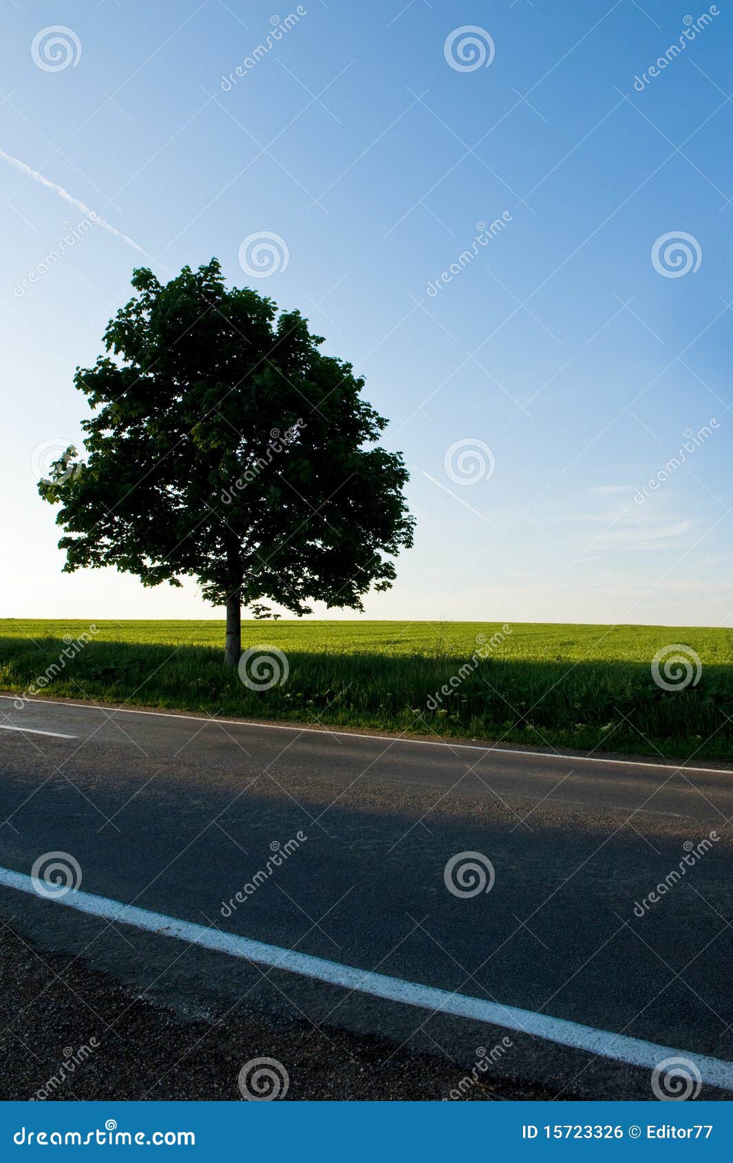 Isolated tree near highway stock photo. Image of tree - 15723326