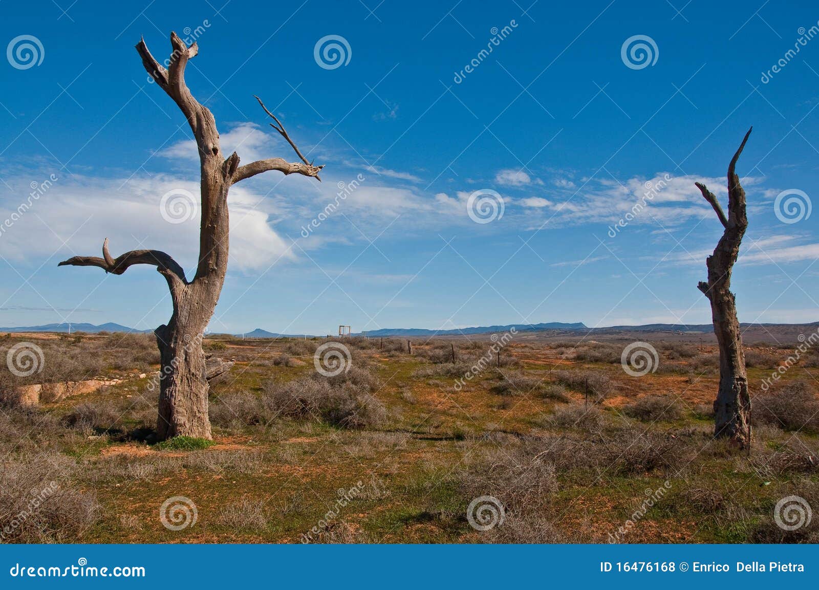Isolated tree stock photo. Image of environment, vacation - 16476168