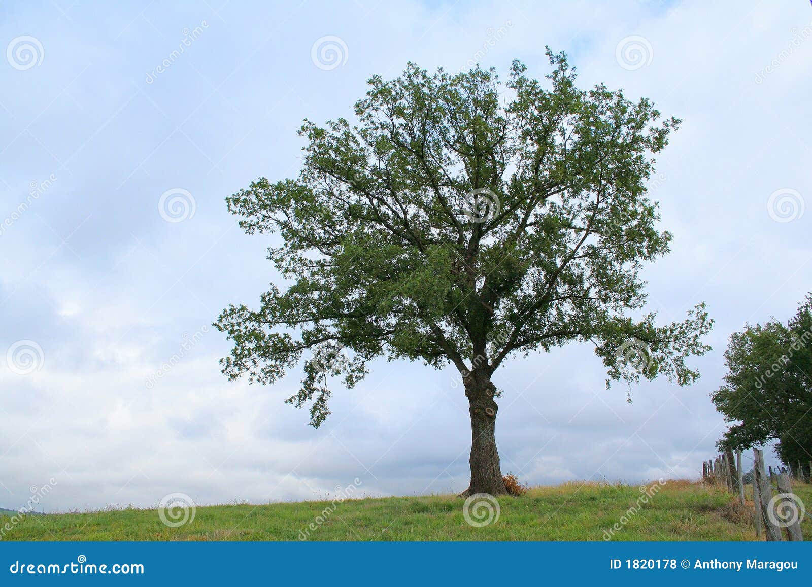 Isolated tree stock photo. Image of alone, side, grass - 1820178
