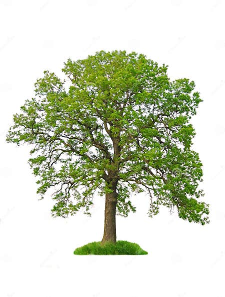 Isolated tree stock photo. Image of lonely, environment - 1821590