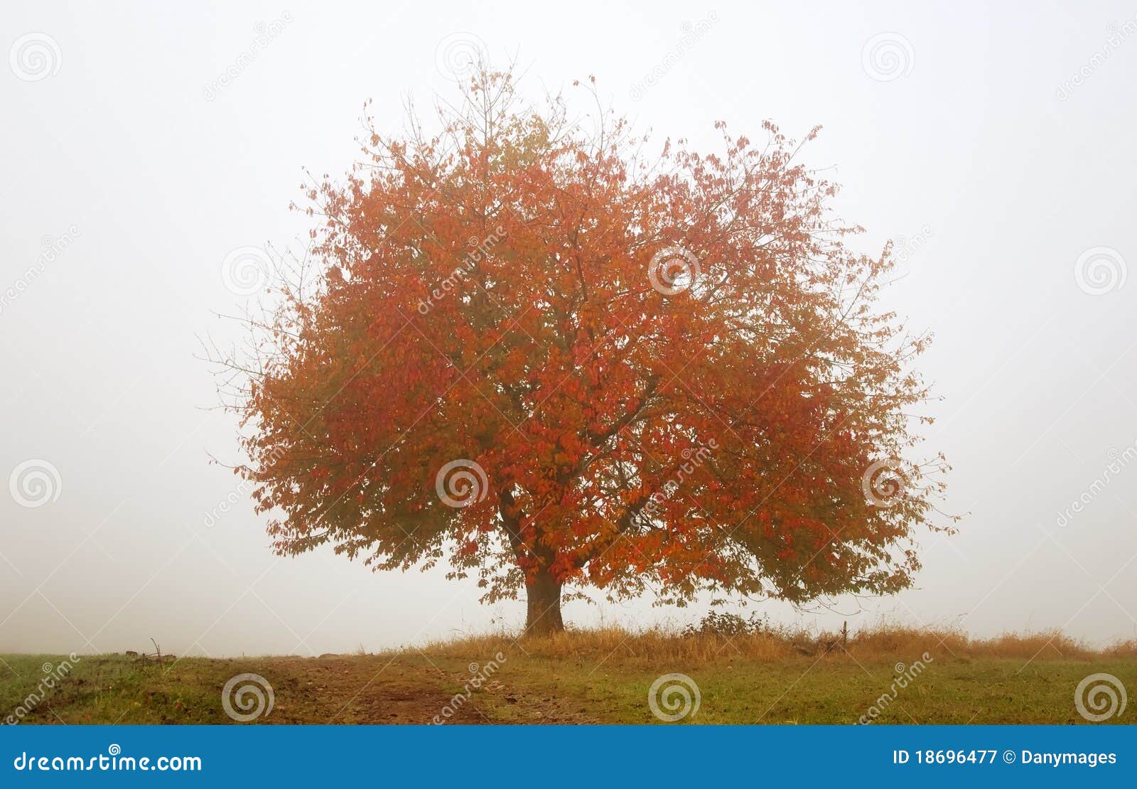 Isolated tree stock image. Image of tree, autumnal, landscape - 18696477