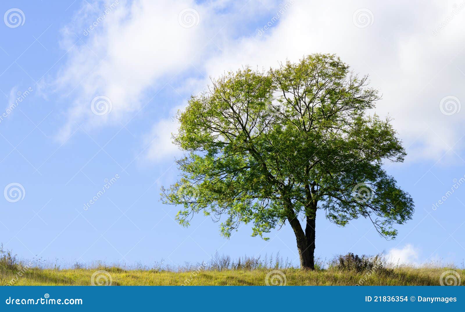 Isolated tree stock photo. Image of foliage, cloud, field - 21836354