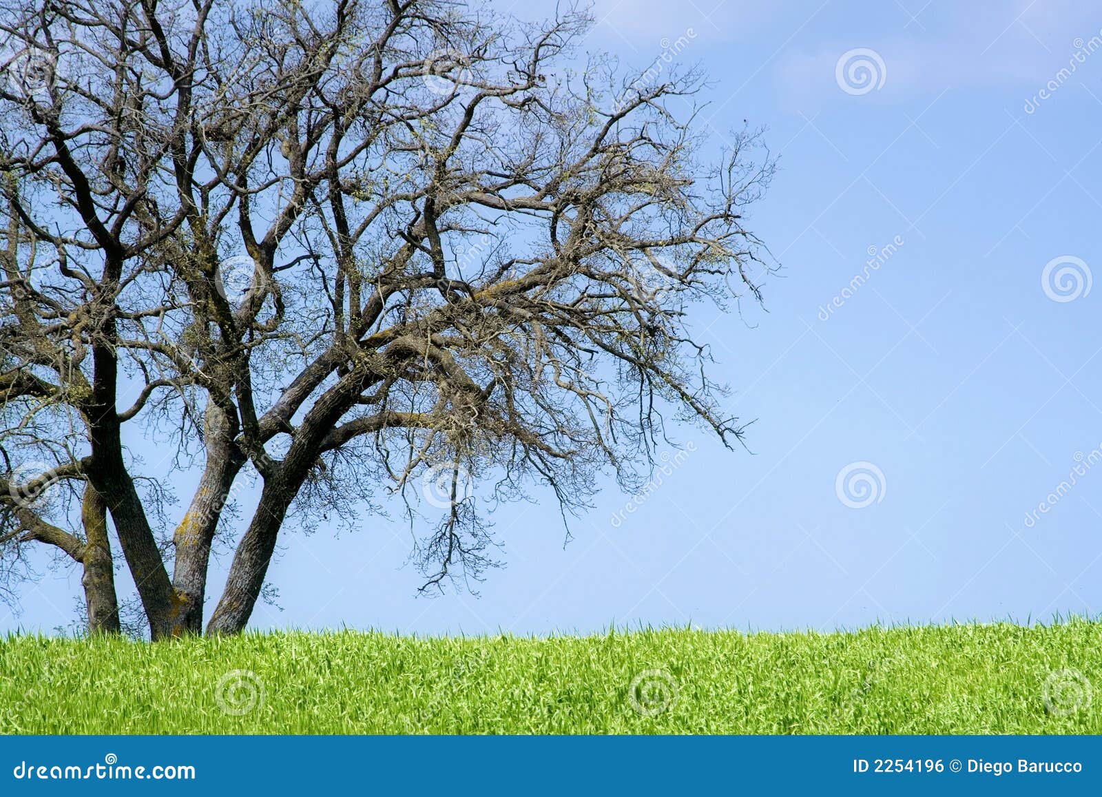 284 Black Tree Line Transparent Stock Photos - Free & Royalty-Free ...