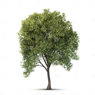 Isolated Tree. stock image. Image of tree, symbol, nature - 23363667
