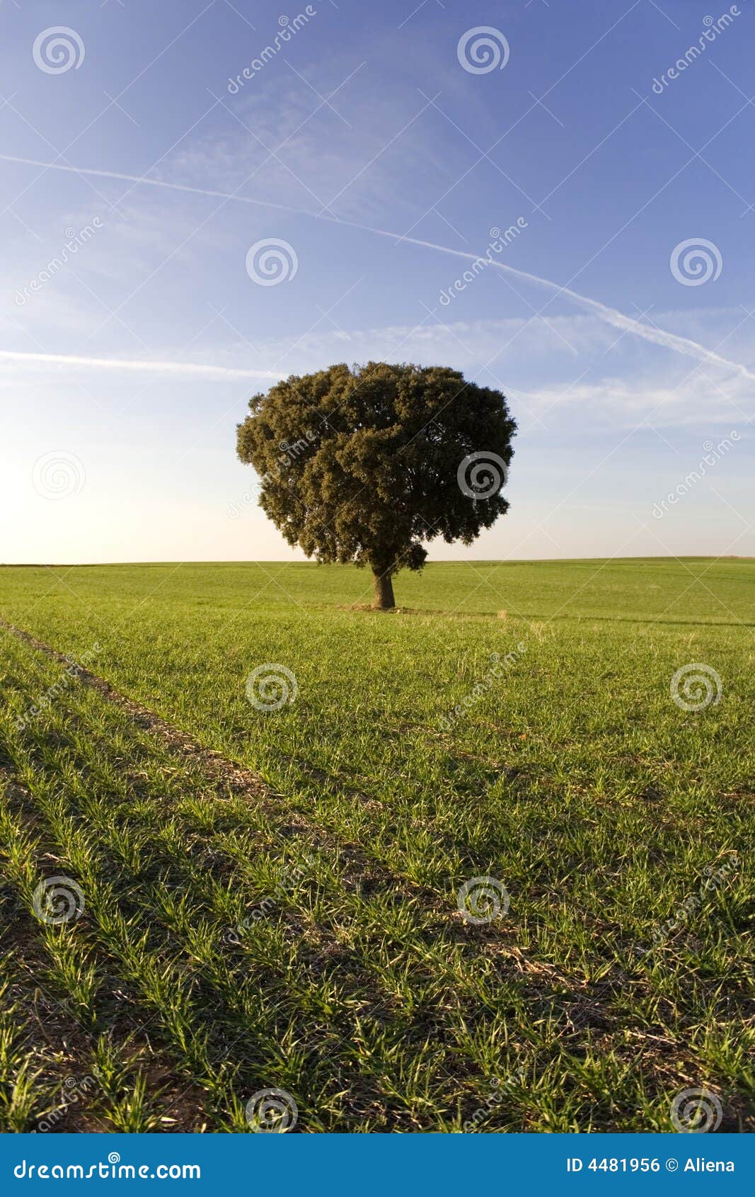 Isolated tree stock photo. Image of country, green, blue - 4481956