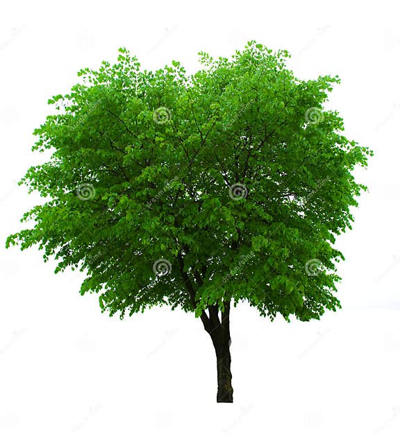 Isolated tree stock photo. Image of spring, fresh, isolated - 4996792