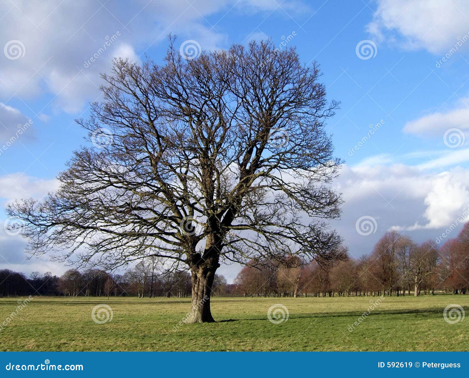 Isolated Tree 5 stock image. Image of parkland, country - 592619