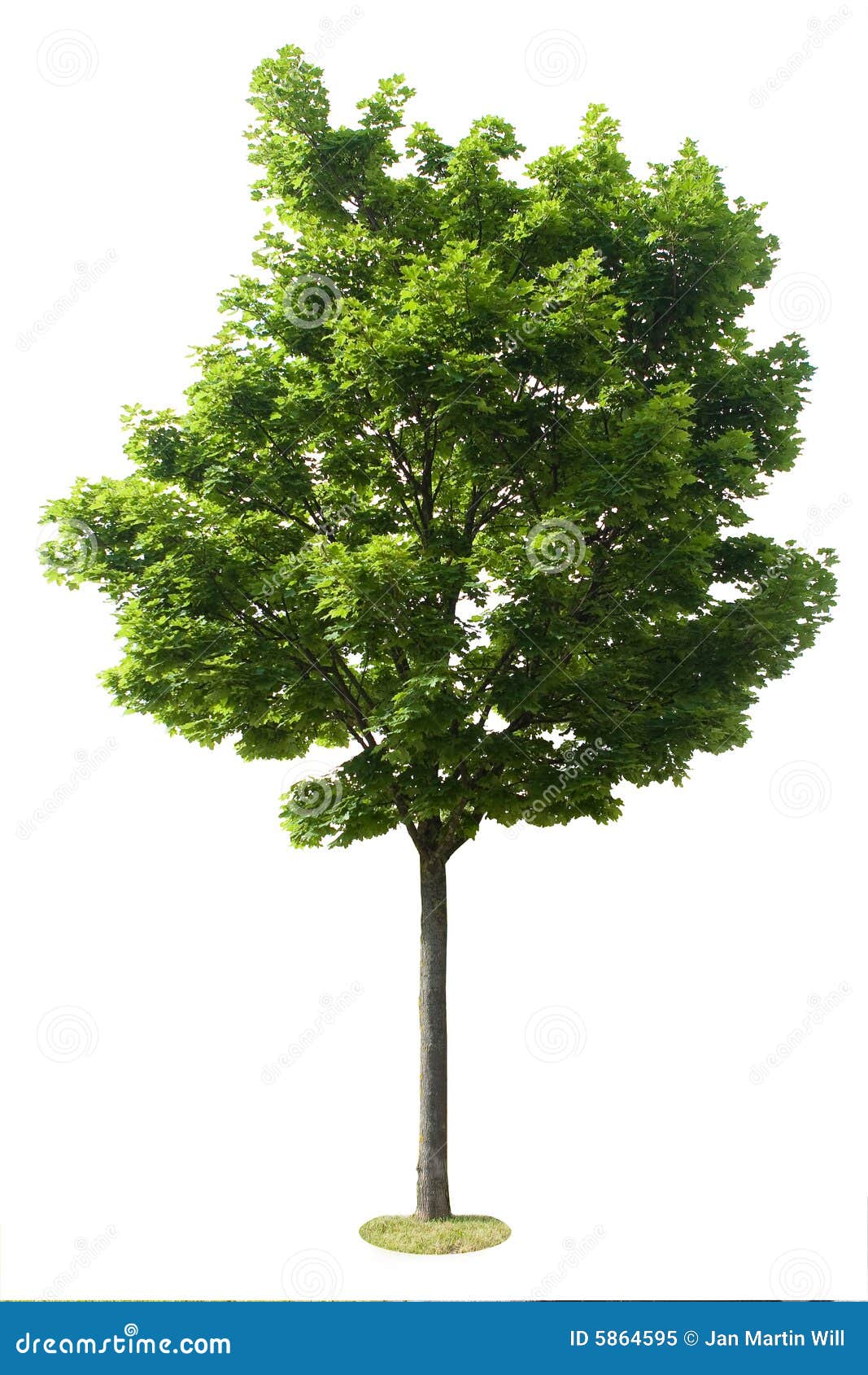 Isolated Tree stock image. Image of leaf, plant, tree - 5864595