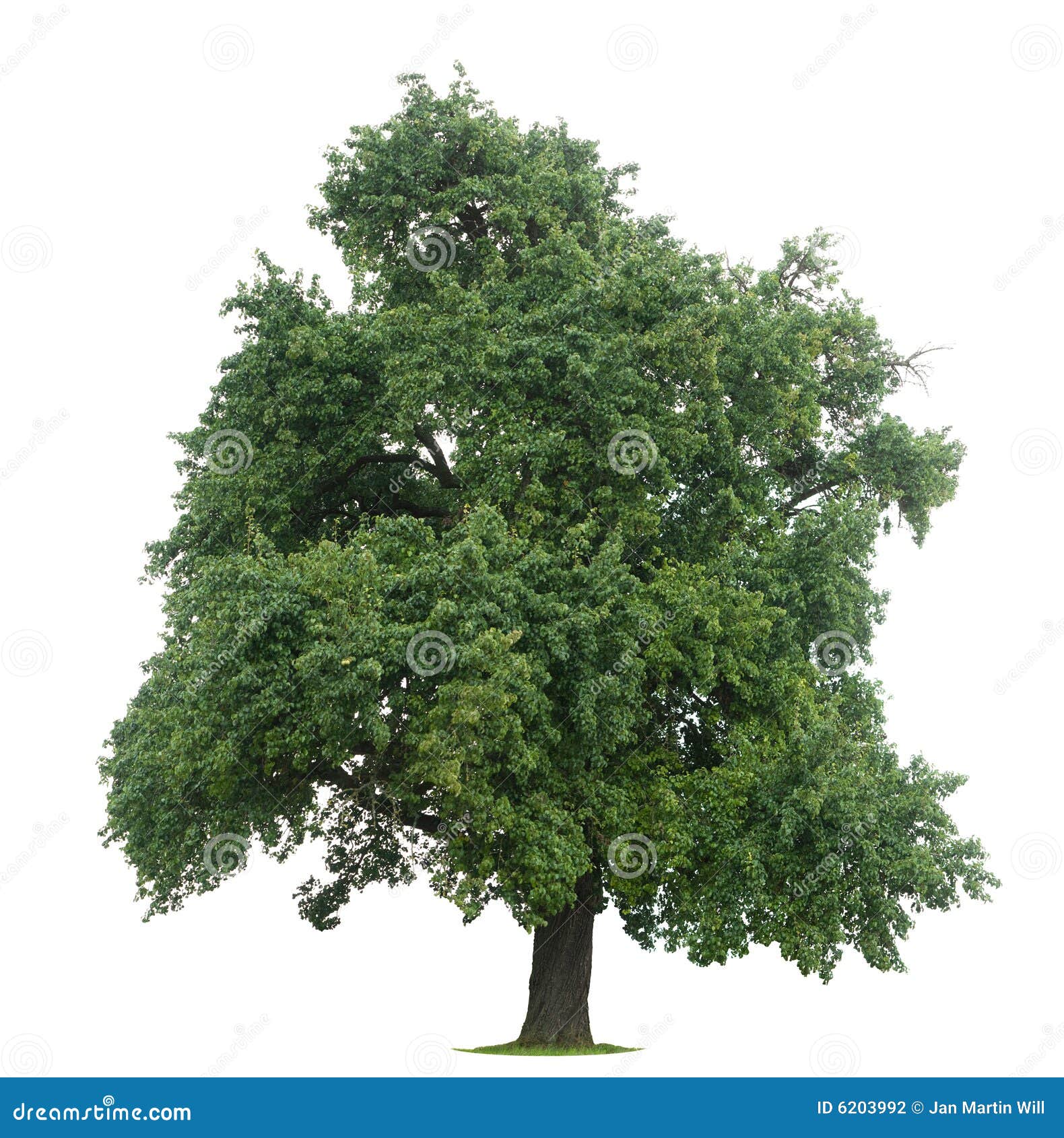 Isolated Tree stock photo. Image of season, forest, individual - 6203992