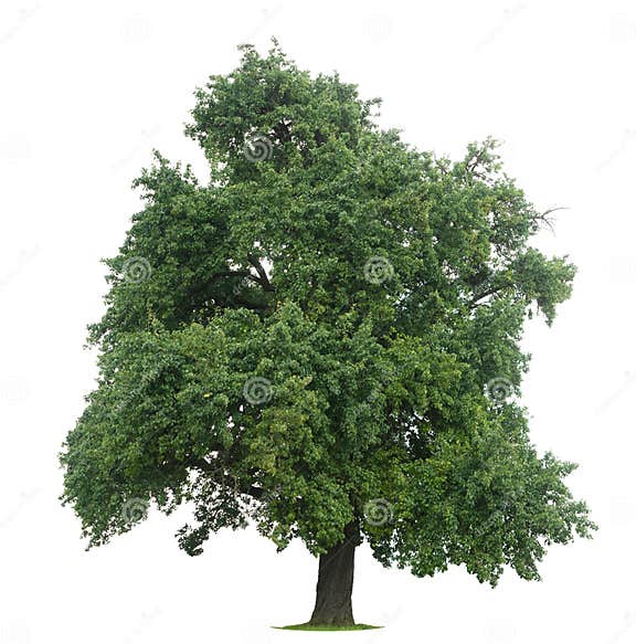 Isolated Tree stock photo. Image of season, forest, individual - 6203992