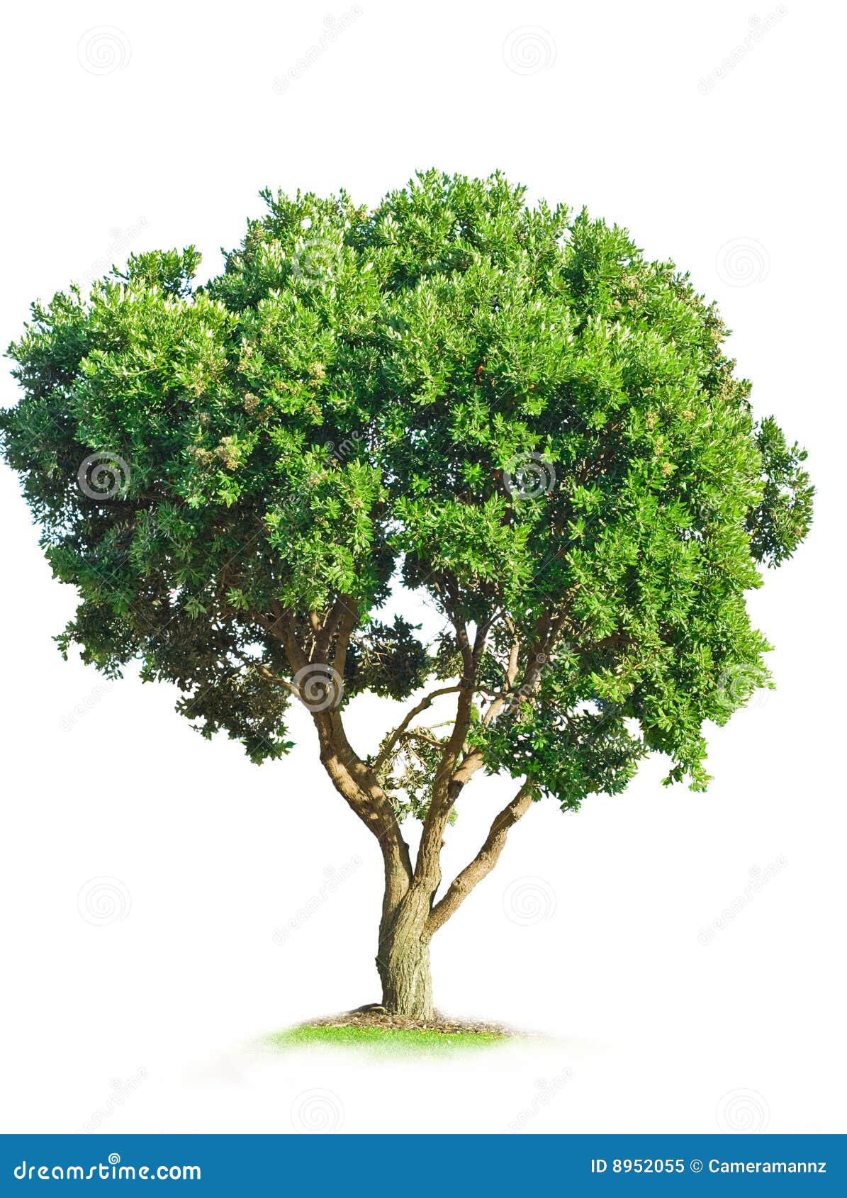 Isolated Tree stock image. Image of growing, branch, isolated - 8952055