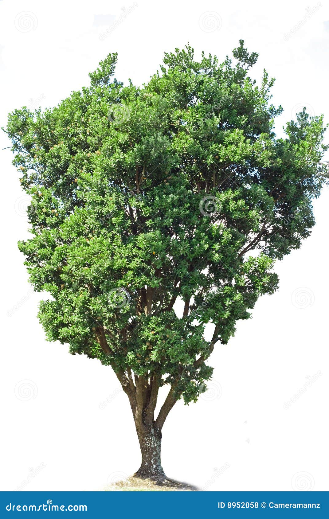 Isolated Tree Picture. Image: 8952058