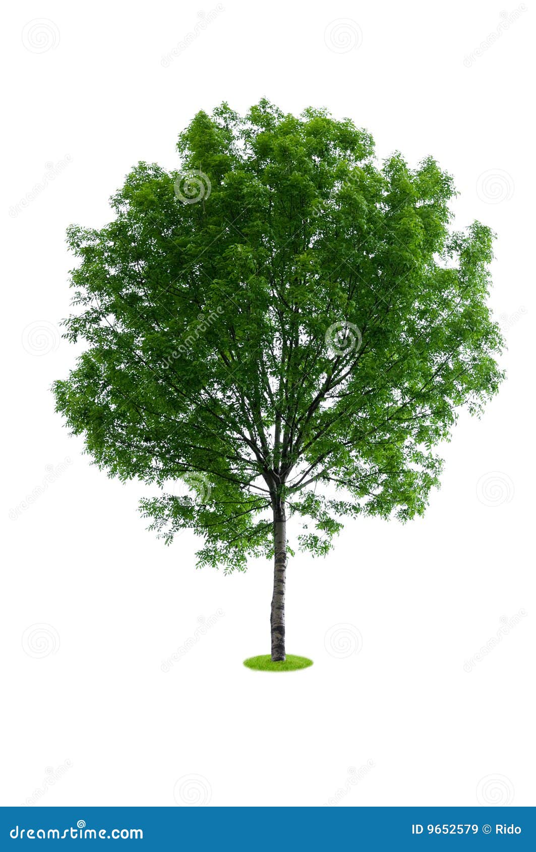 Isolated tree stock image. Image of summer, branch, environment - 9652579
