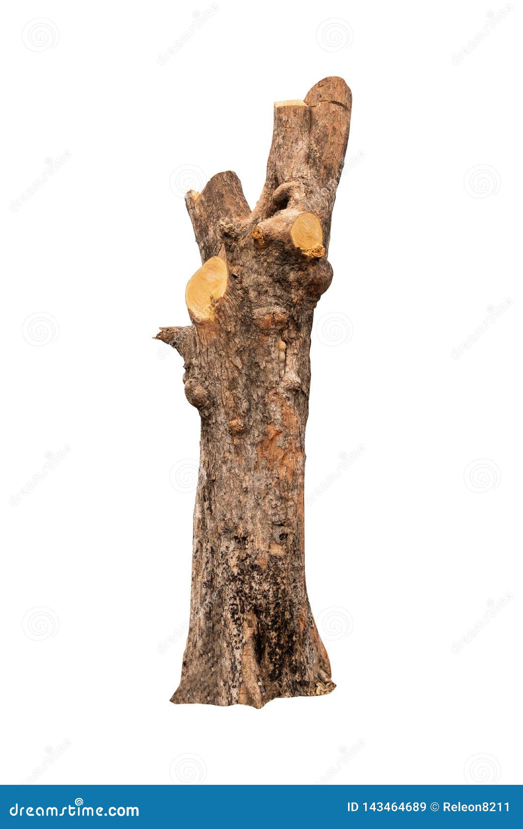 Dry Oak Bark On A White Background. Quercus Cortex. Quercus Robur ...