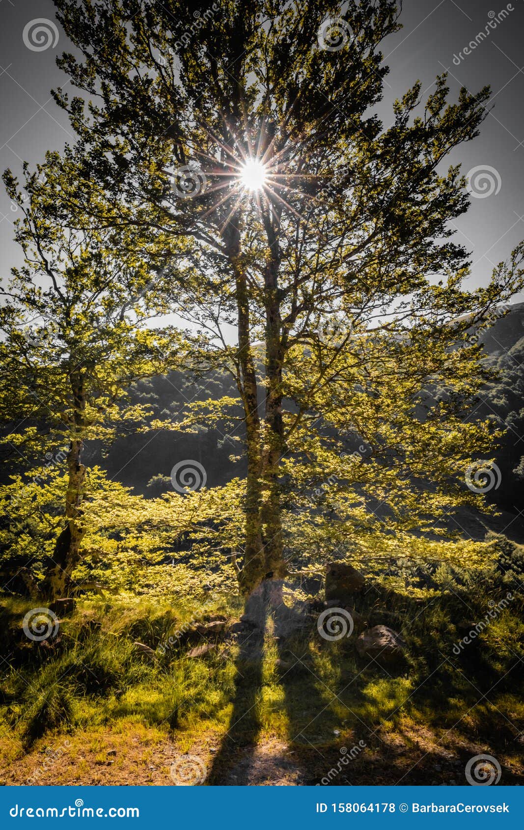 Isolated Tree in Beautiful Summer Light, Sun Rays Backlight through ...
