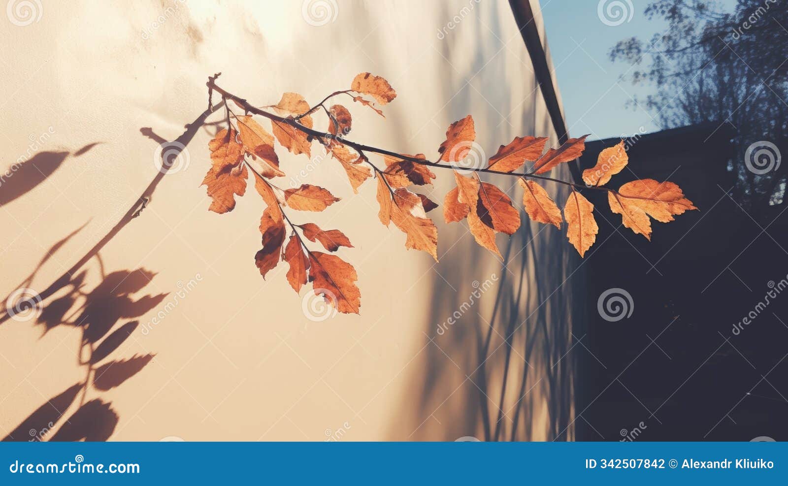 Isolated Tree Branch with Natural Leaves Casting Dappled Shadows on a ...