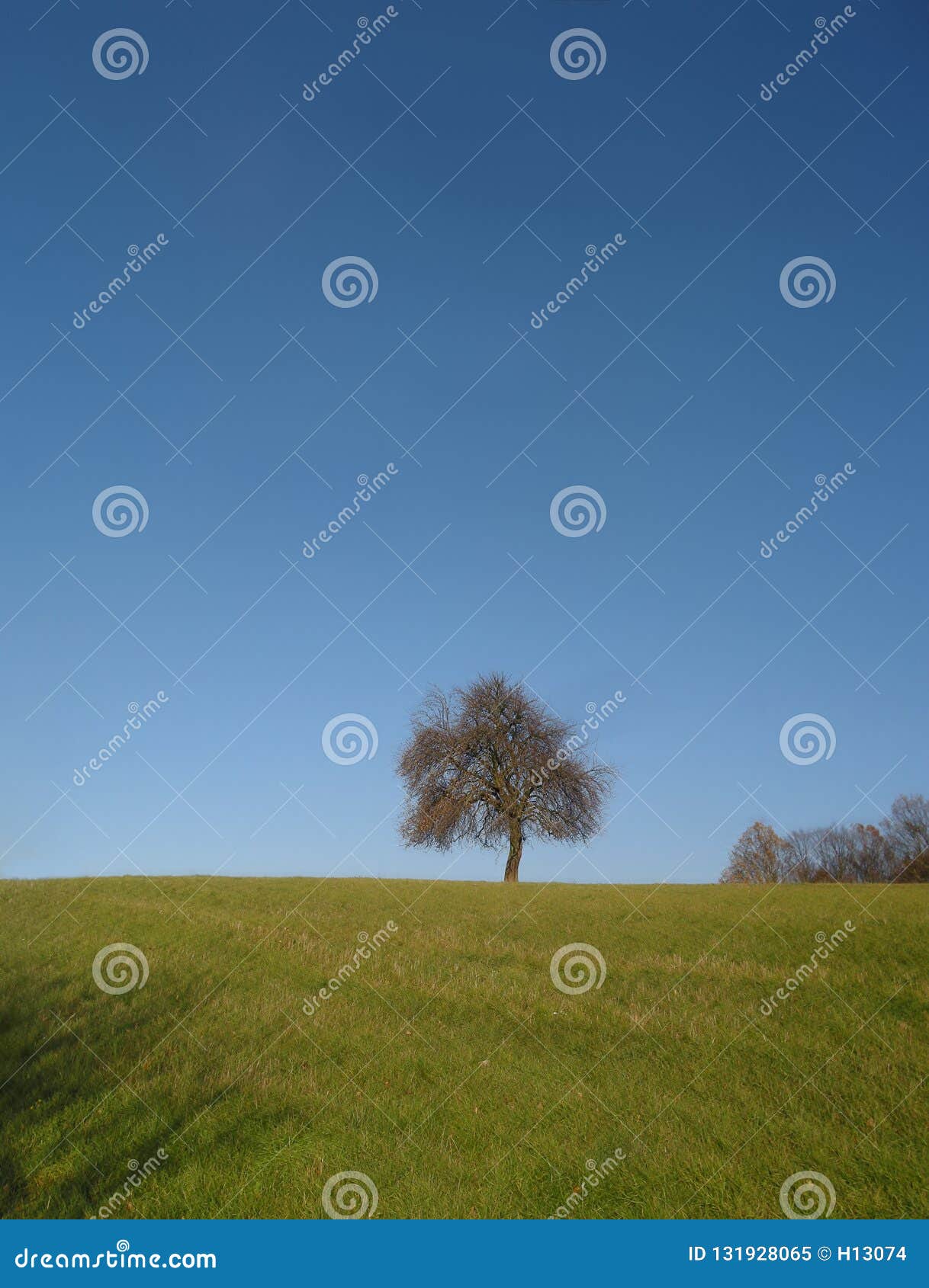 Isolated tree stock image. Image of emptiness, gradient - 131928065