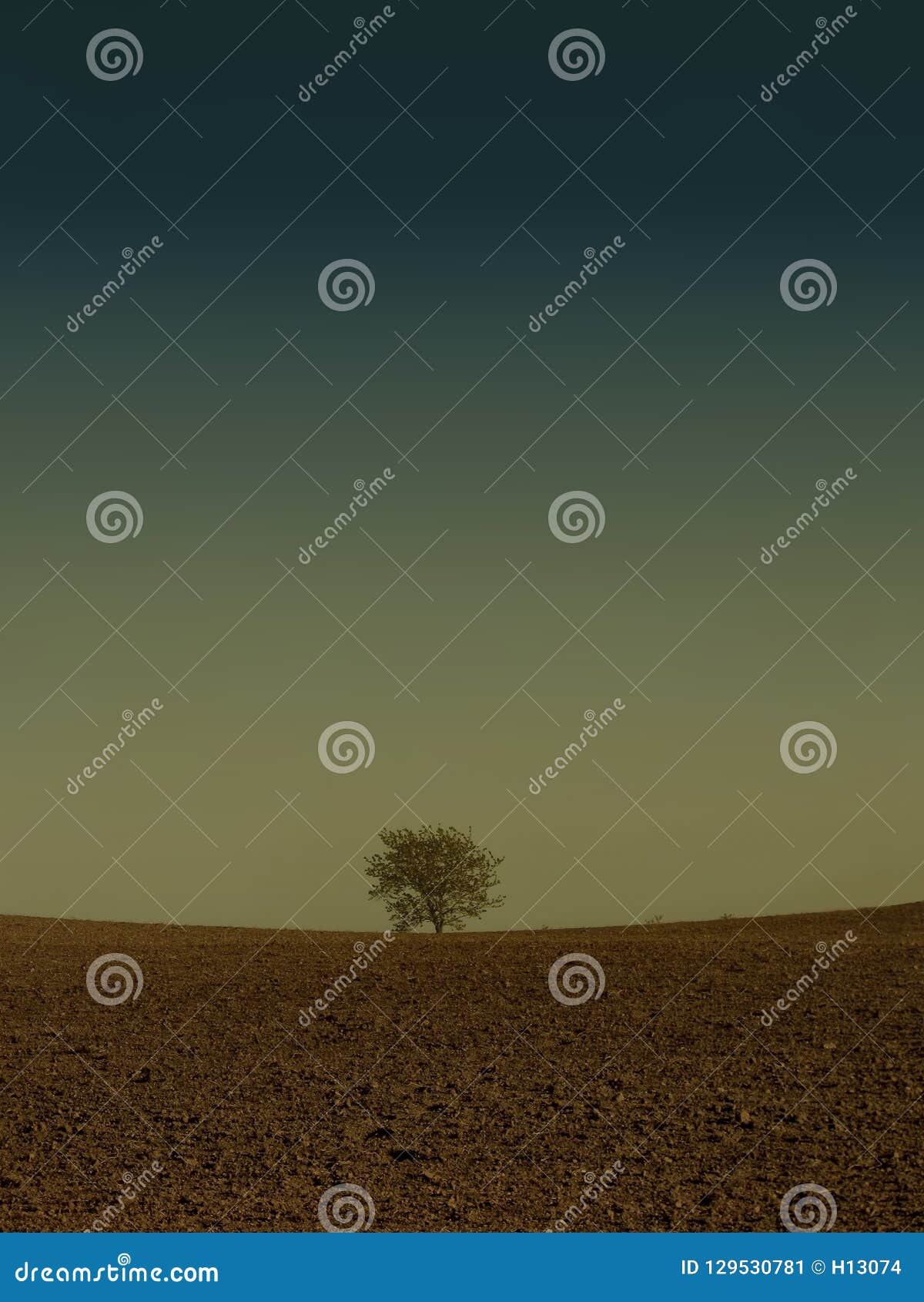 Isolated tree stock image. Image of lonely, graduated - 129530781