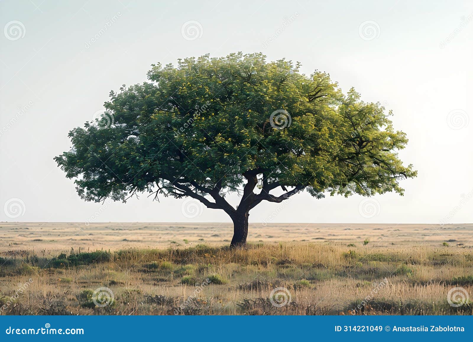 Concept Photoshop Clipping Path, Isolated Tree with Clipping Path for ...