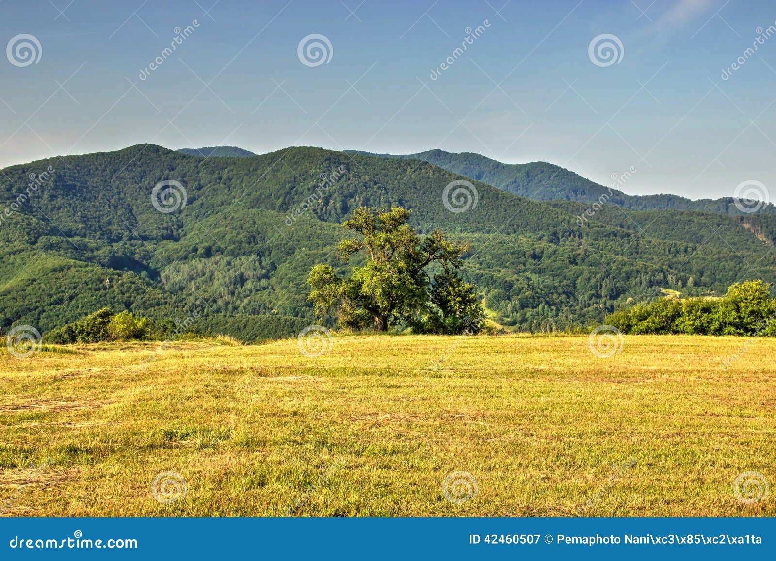 Isolated Tree with Forested Hill in Background Stock Image - Image of ...