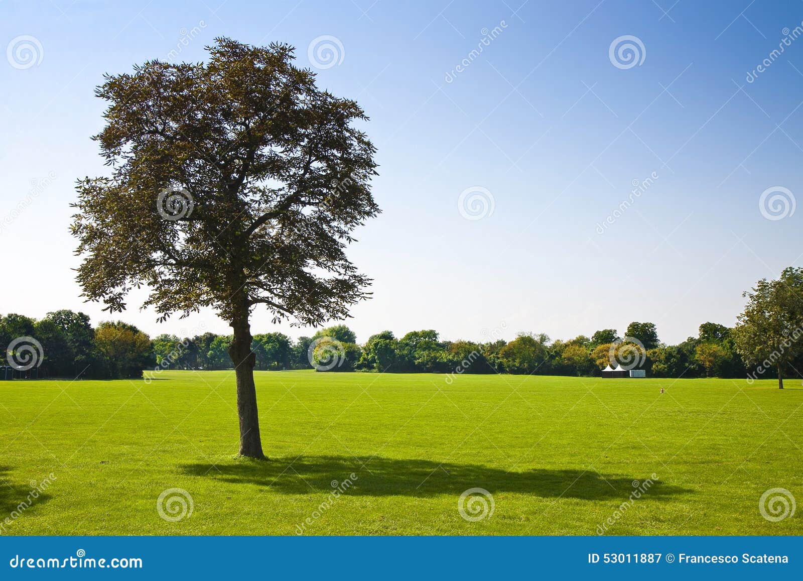 Isolated Tree in a Green Meadow Stock Image - Image of beautiful, leaf ...