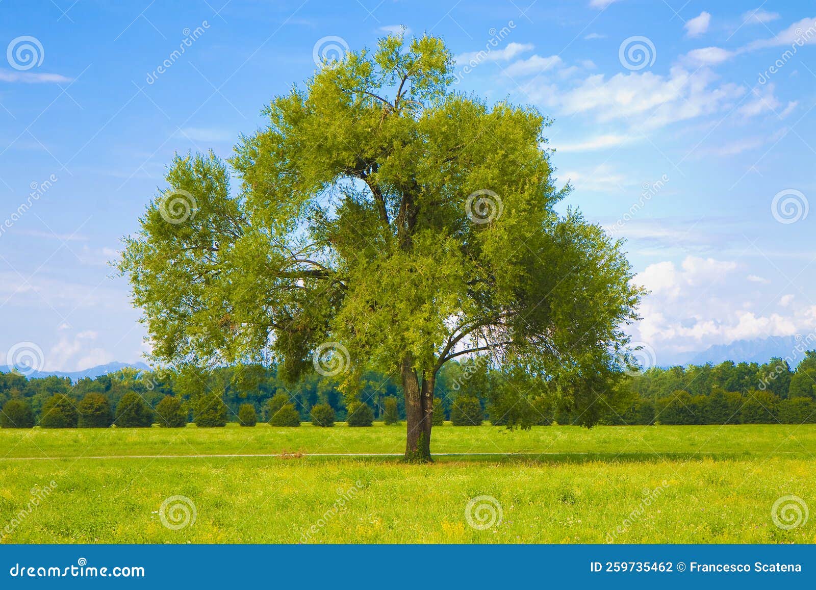 Isolated Tree in a Green Meadow of a Public Park with Trees on ...