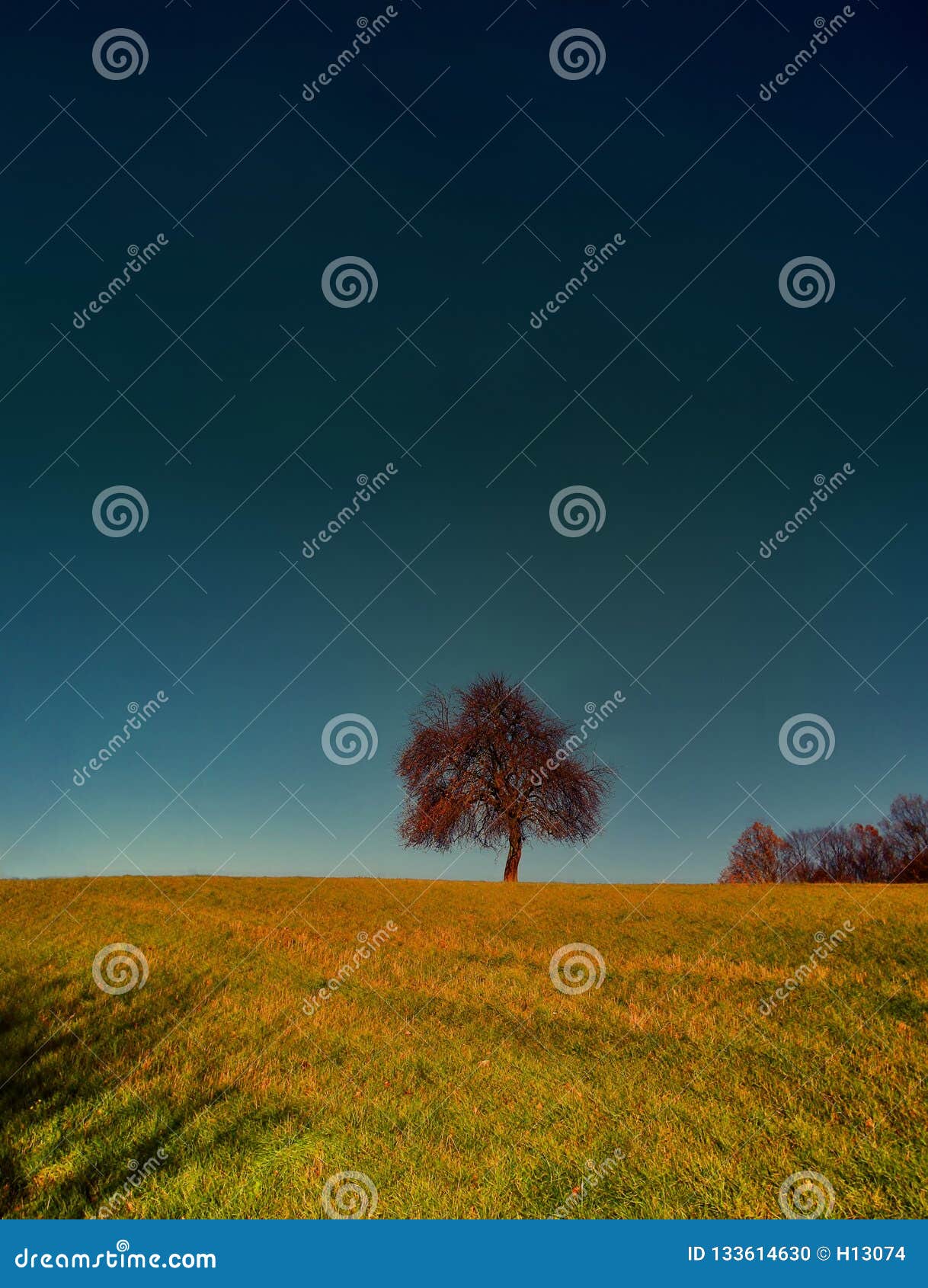 Isolated tree stock photo. Image of loneliness, composition - 133614630