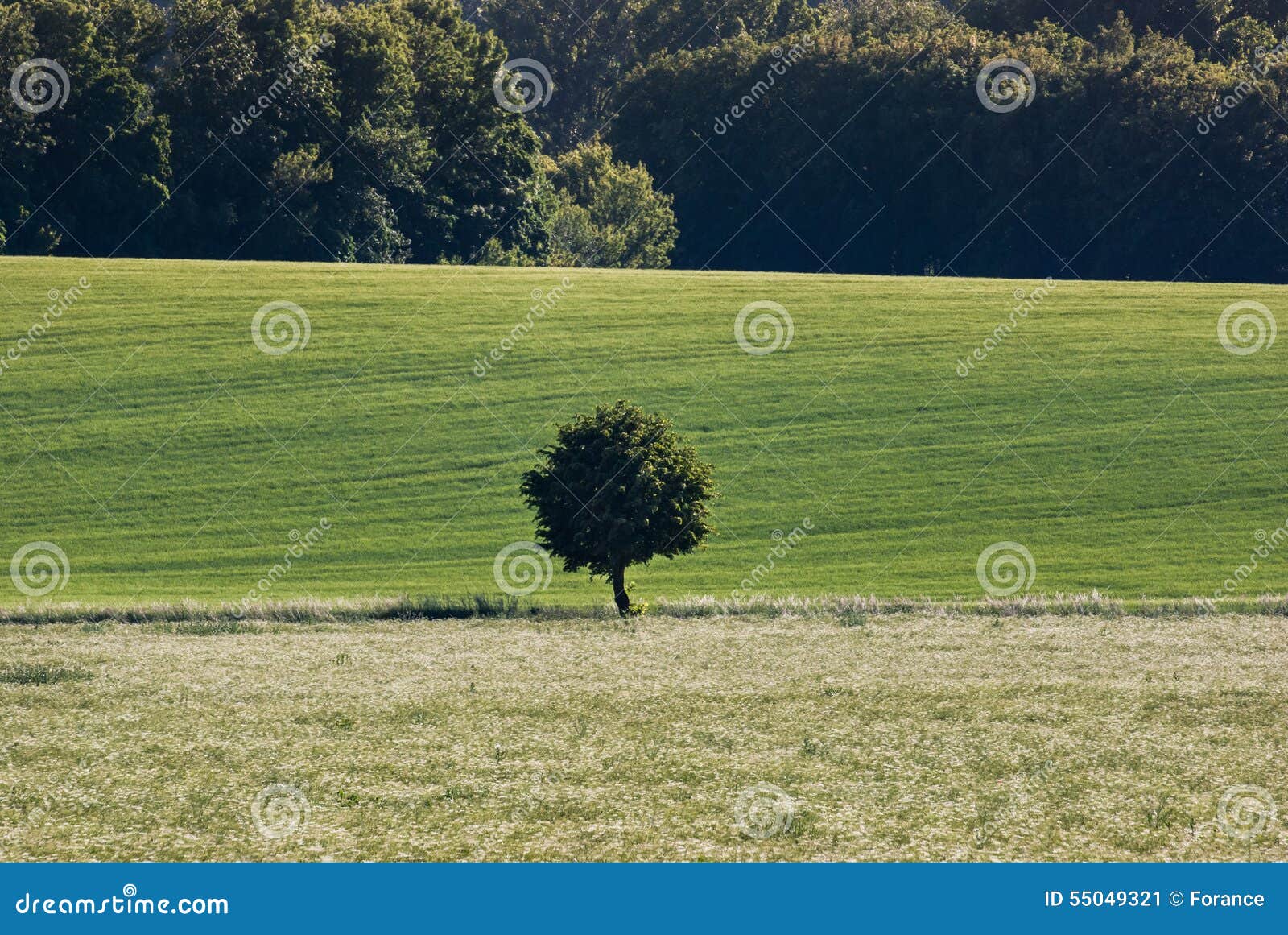 Isolated Tree in the Land stock image. Image of lonely - 55049321