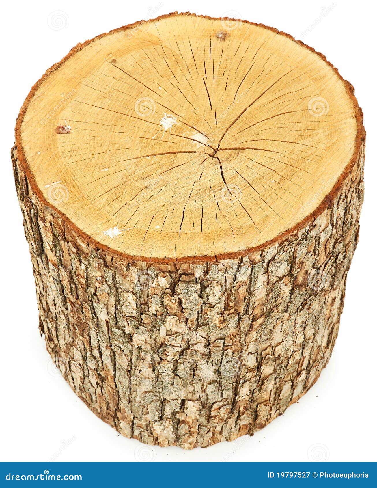 Isolated Tree Log with Bird Droppings Stock Image - Image of wood, poop ...