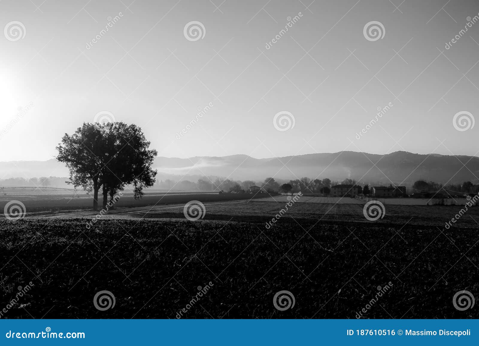 Isolated Tree in the Middle of Cultivated Fields at Dawn Stock Photo ...