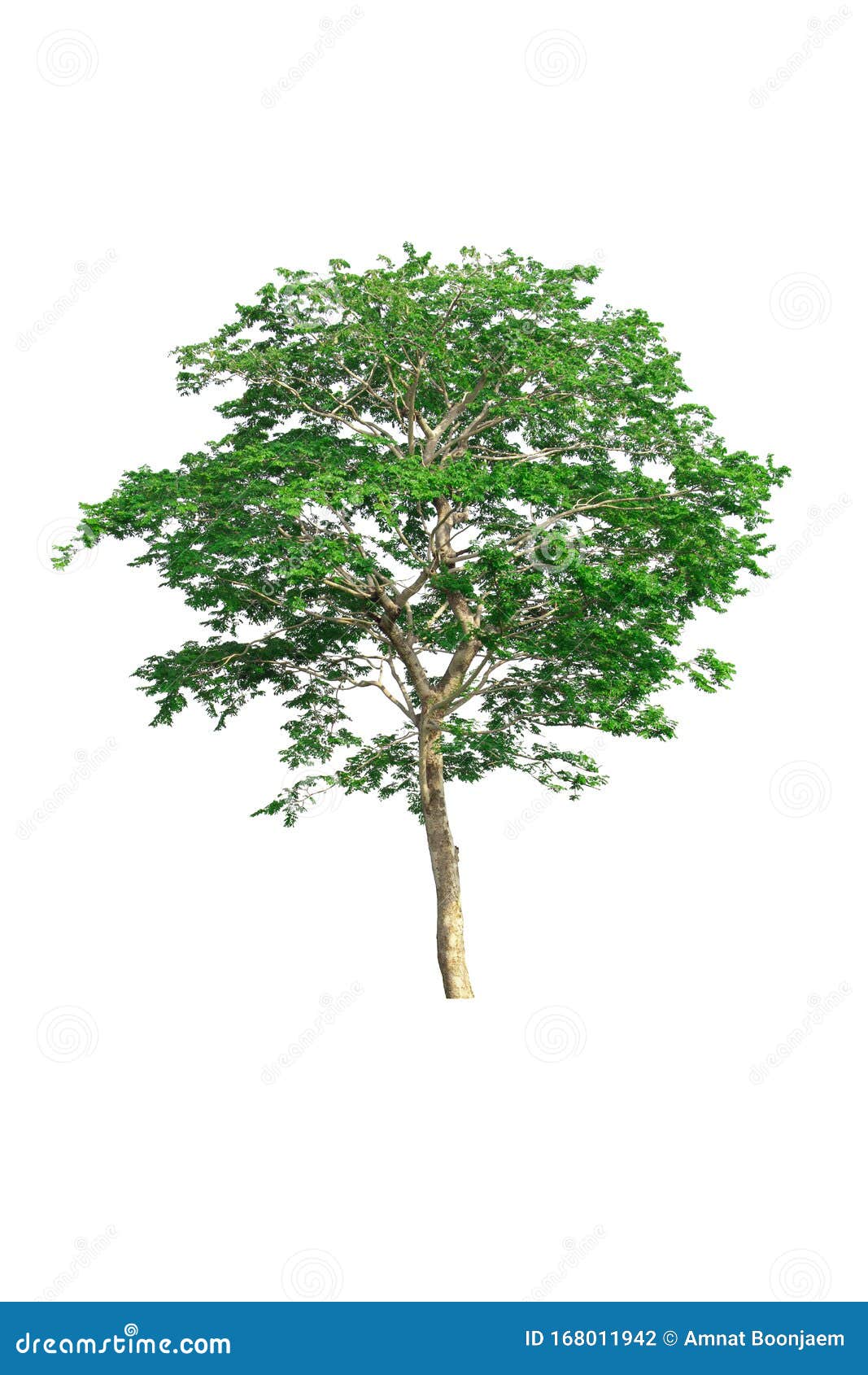 Isolated of Tree Natural on White Background.Beautiful Tree from ...