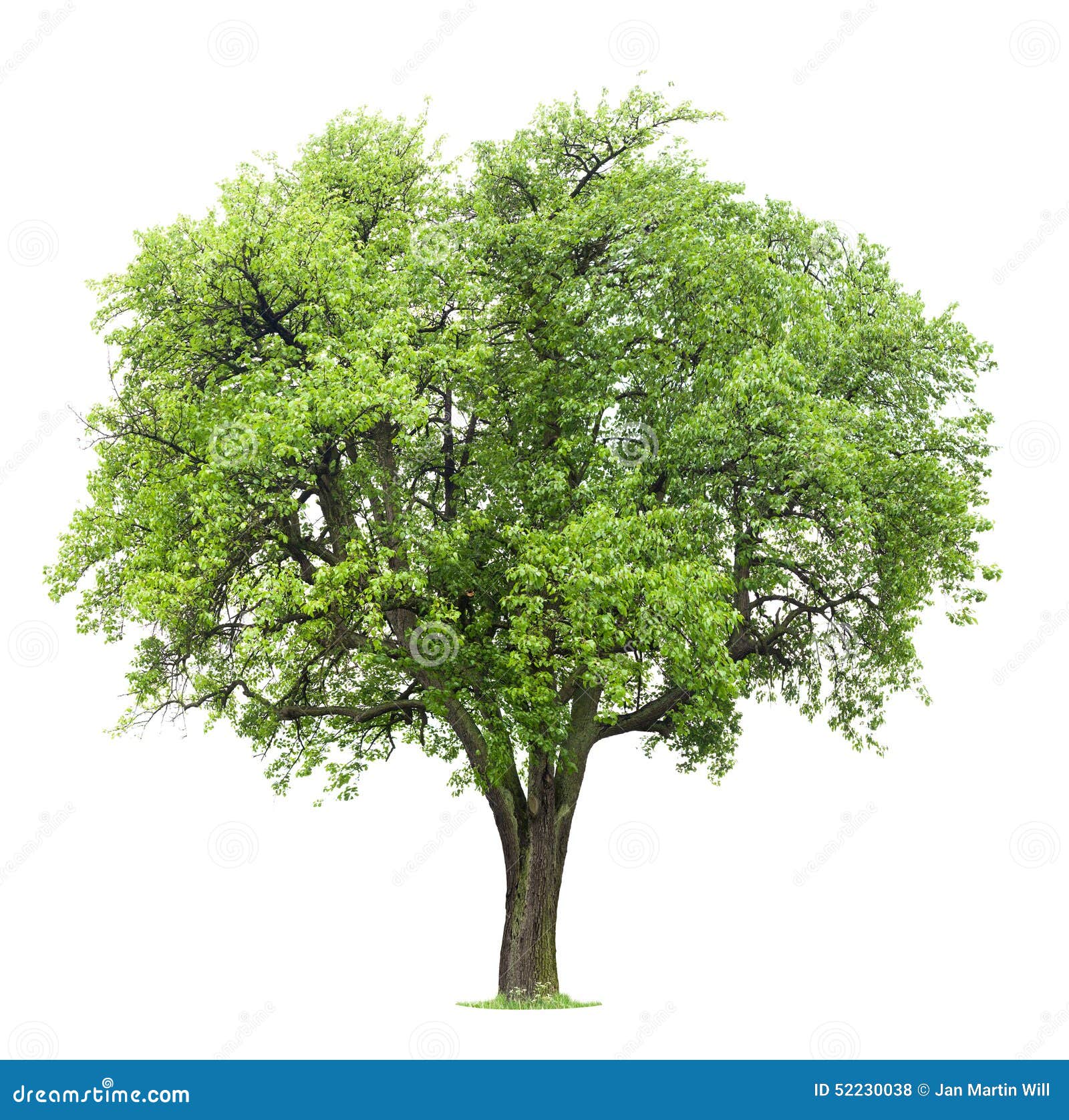 Isolated Tree stock photo. Image of pear, green, nature - 52230038