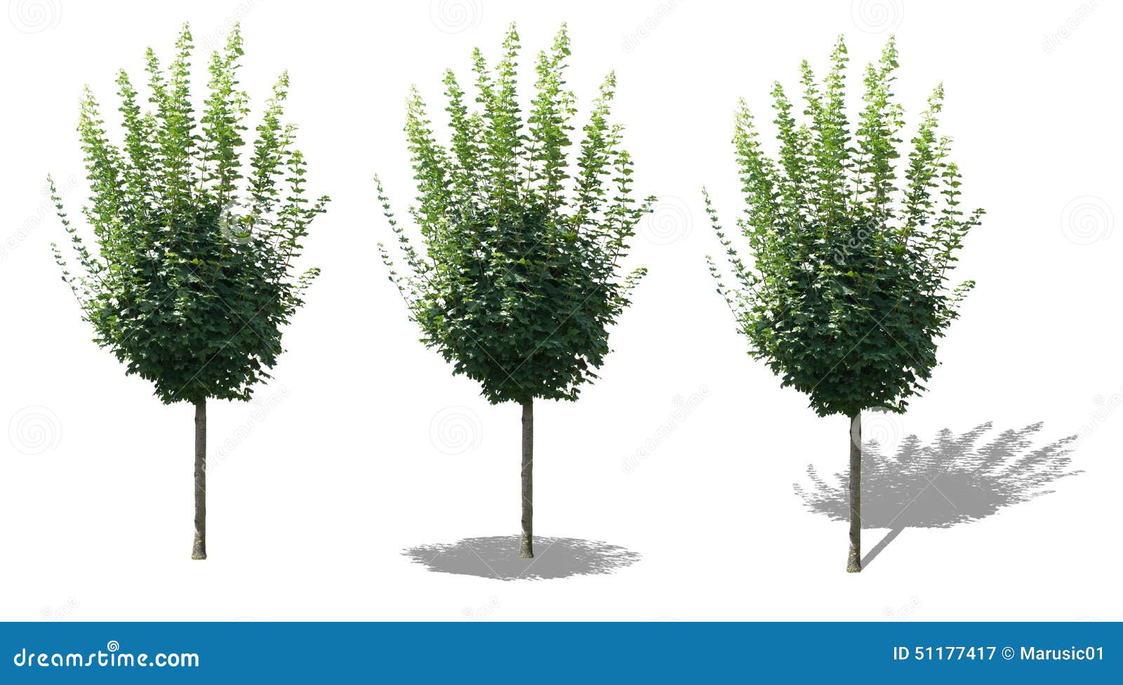 Isolated tree with shadows stock image. Image of sprout - 51177417