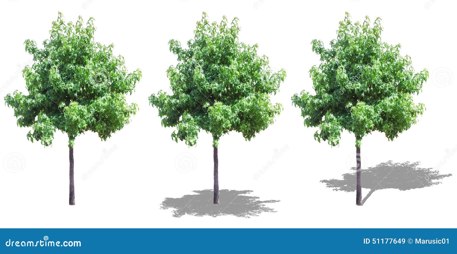 Isolated tree with shadows stock image. Image of young - 51177649