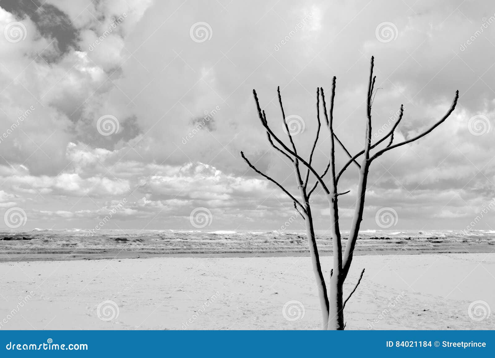 Isolated tree in the snow stock photo. Image of season - 84021184