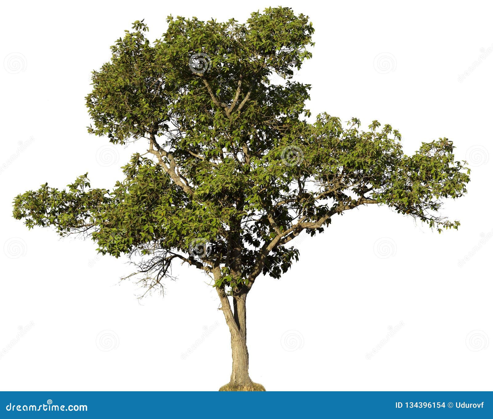 Isolated Tamarind Tree and Bright Trunk on White Background Stock Photo ...