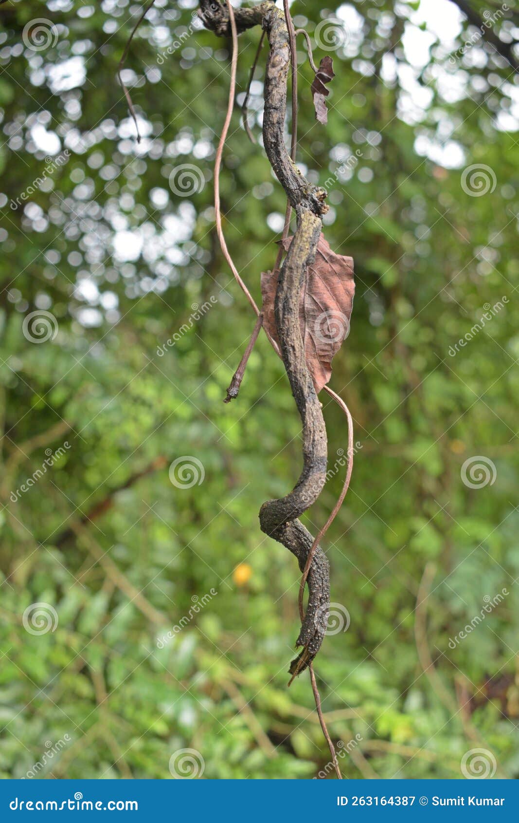 Isolated Tree Thin Branch in the Woods Stock Image - Image of branch ...