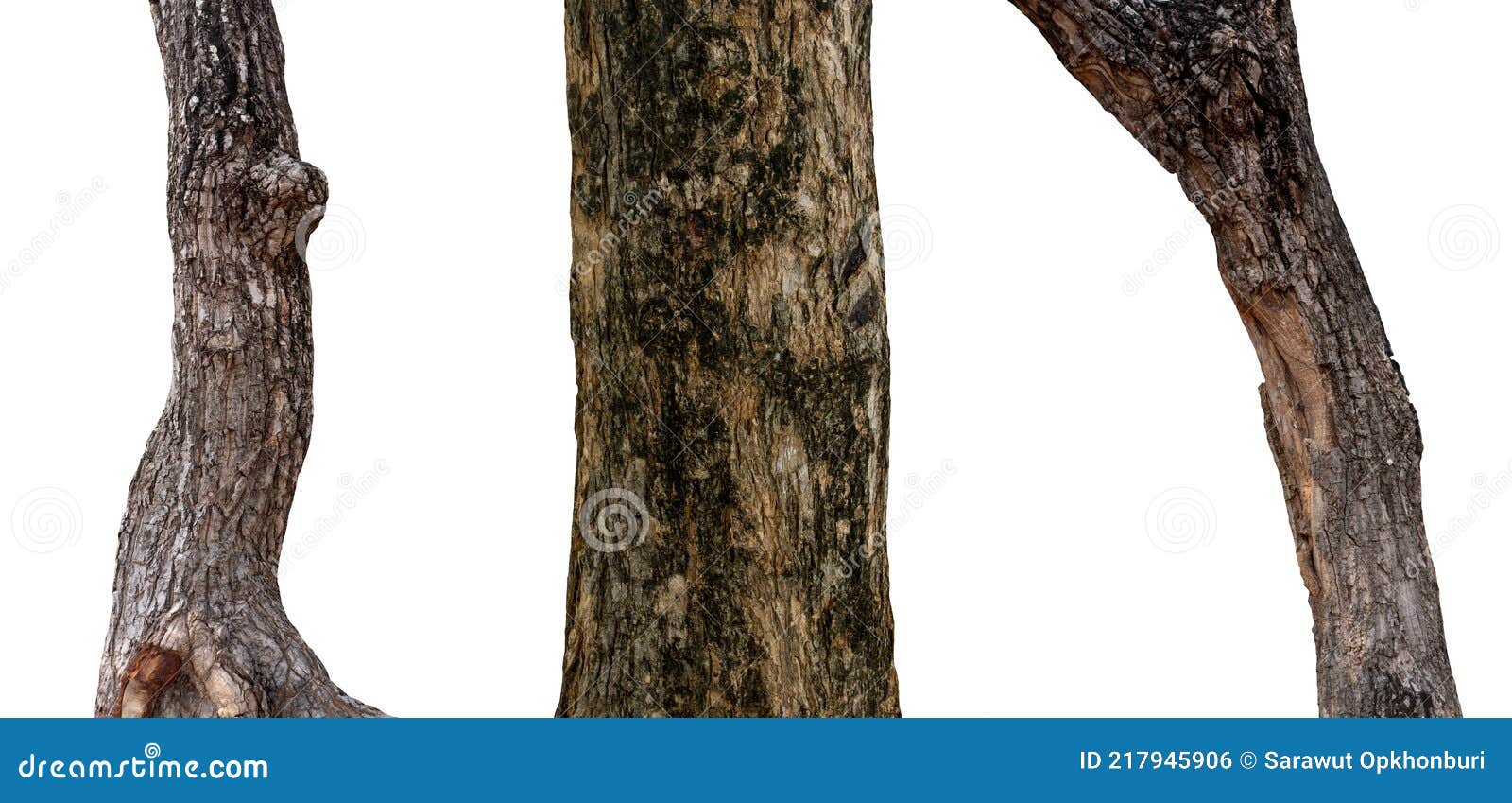 Isolated Tree Trunk Collection on White Backdrop Stock Photo - Image of ...