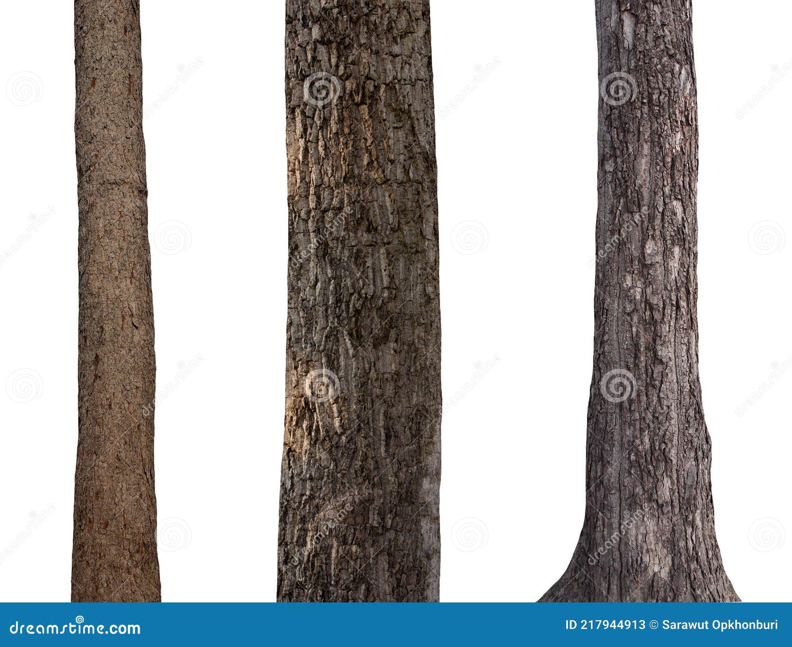 Isolated Tree Trunk Collection on White Background Stock Image - Image ...