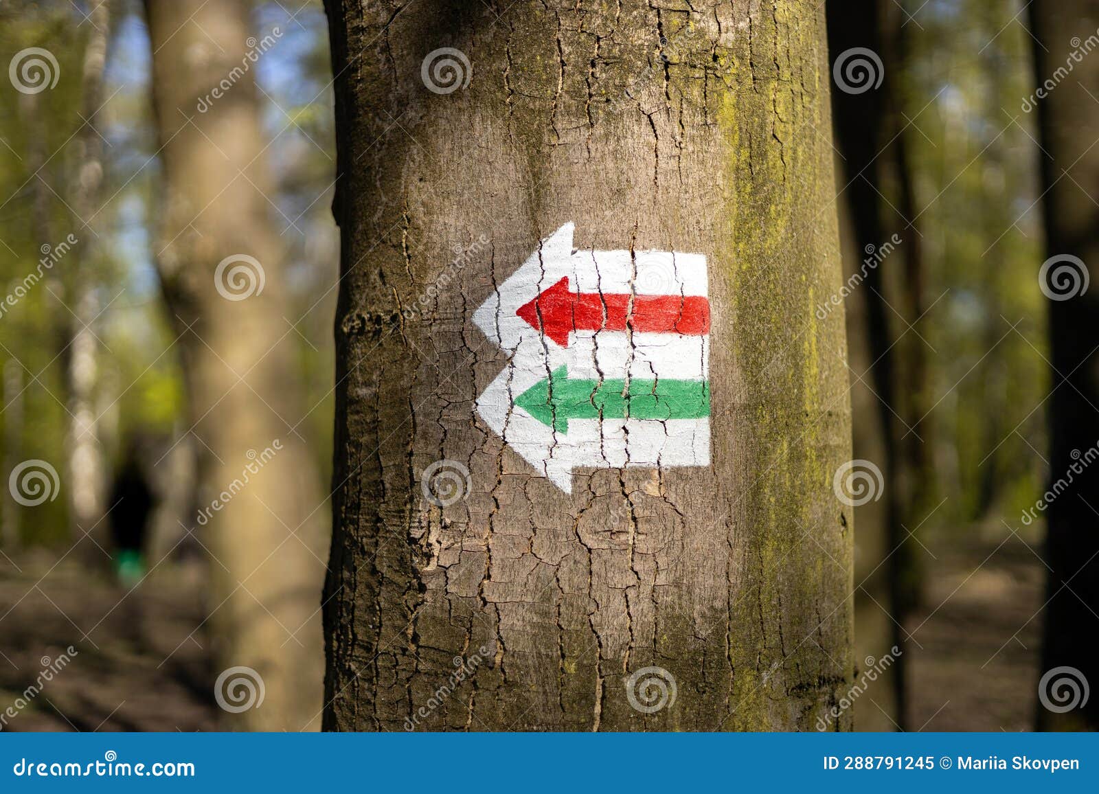 An Isolated Tree Trunk with a Painted Two Arrows on it Showing ...