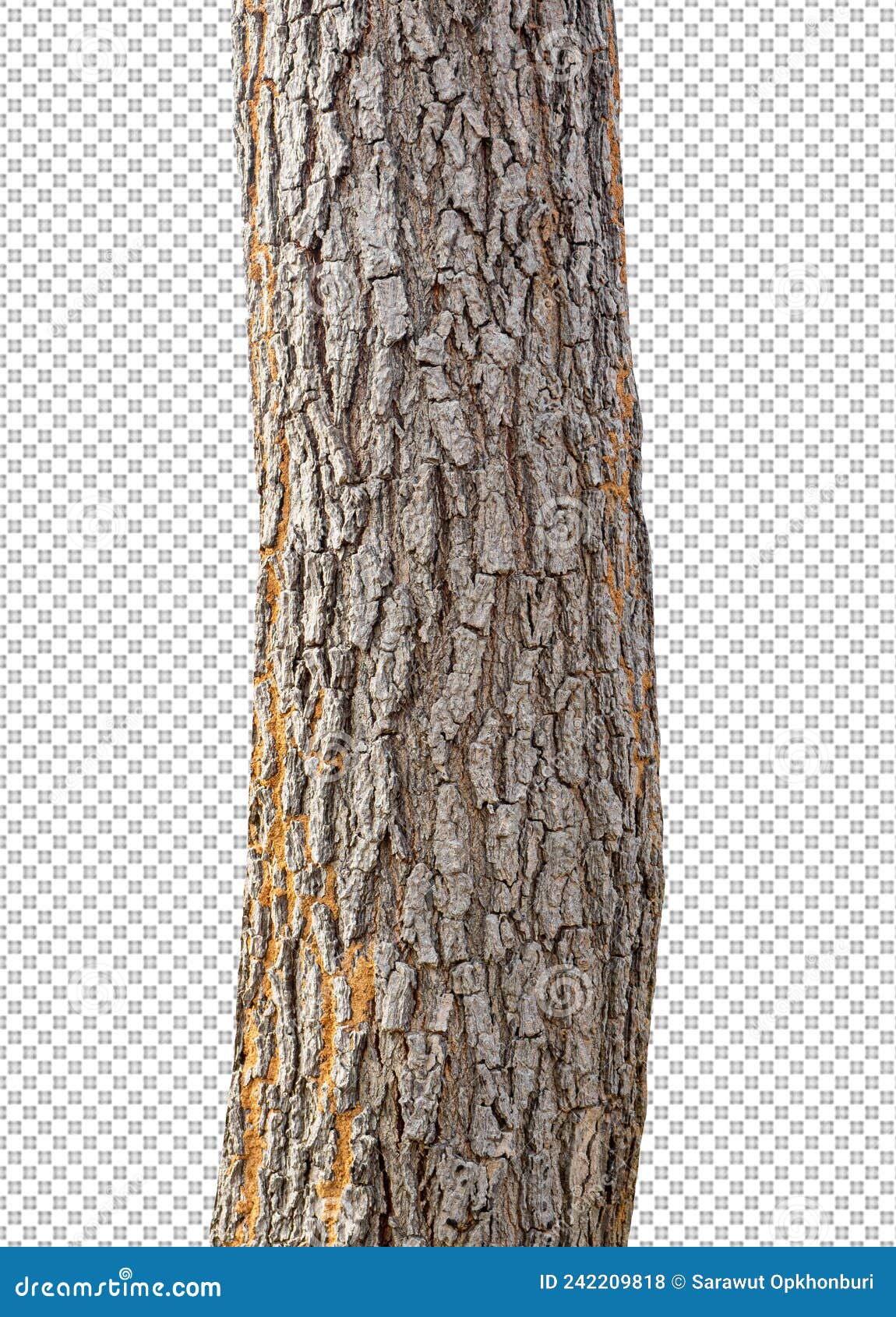 Isolated Tree Trunk on White Background . Stock Photo - Image of ...