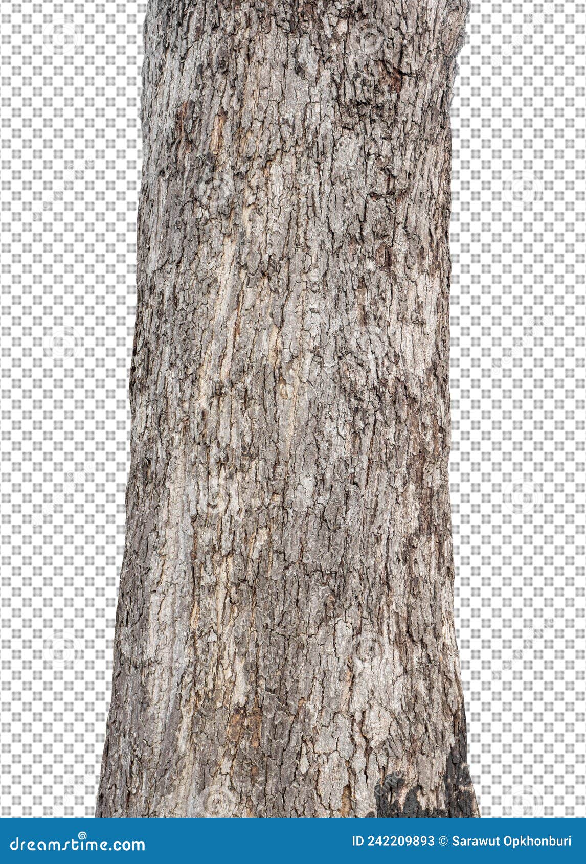 Trunk of a Tree Isolated on White Background . Stock Image - Image of ...