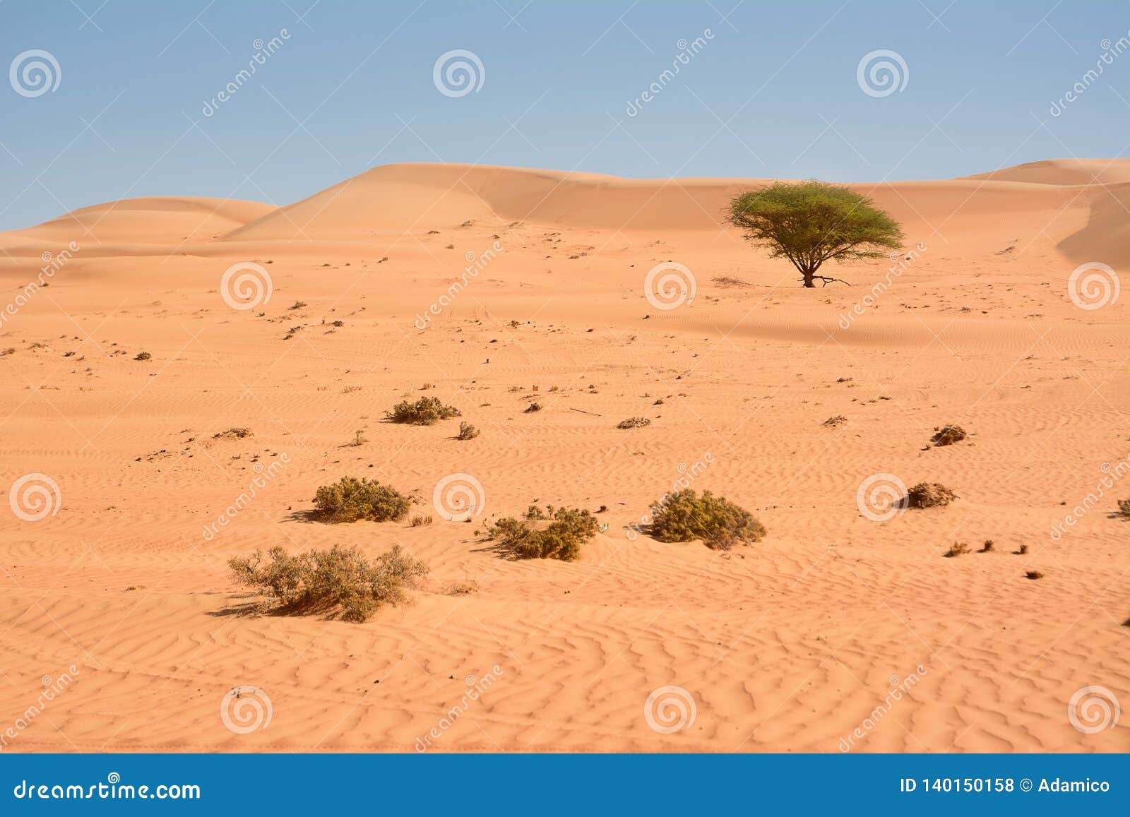 Isolated Tree in the Wahiba Sand Desert Stock Photo - Image of middle ...