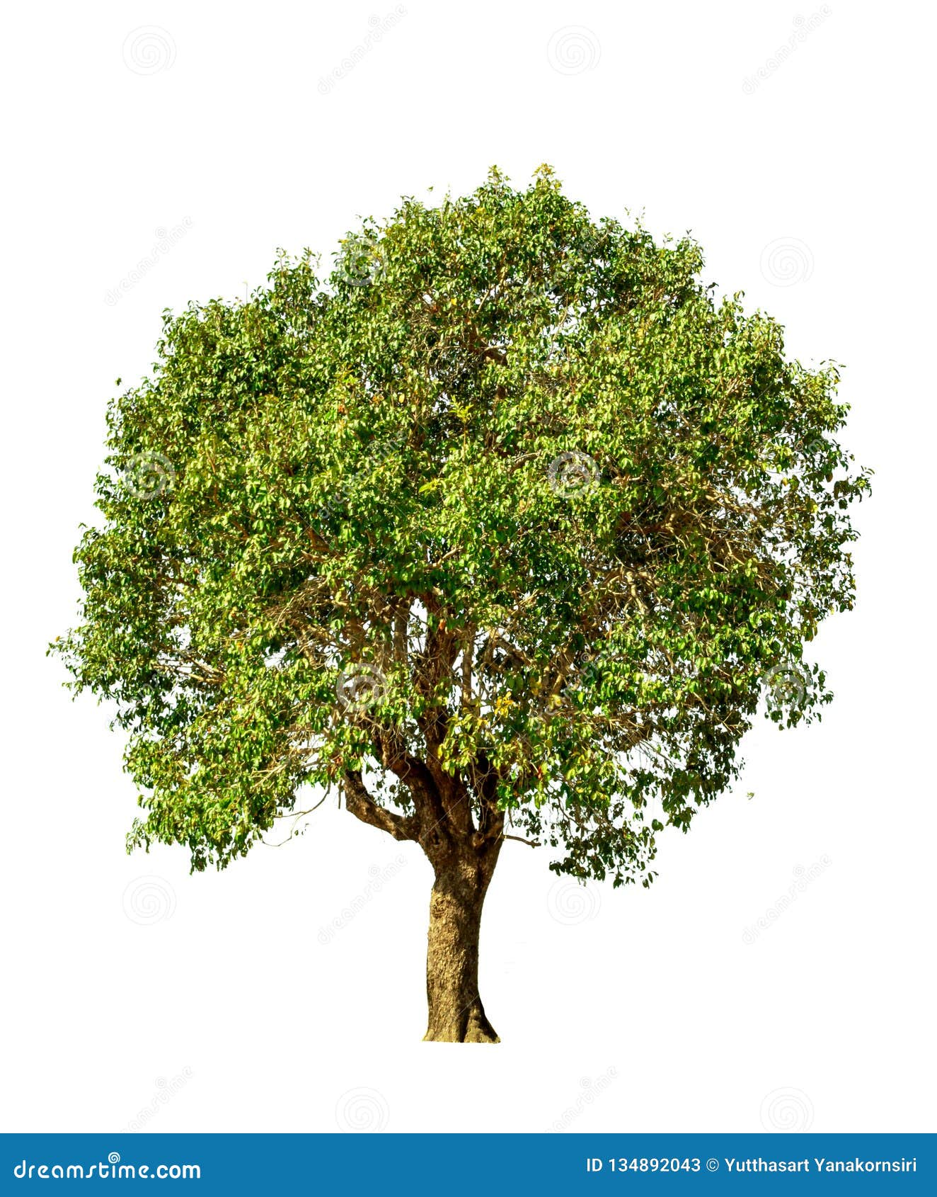 Isolated Tree on White Background Stock Image - Image of single, stem ...