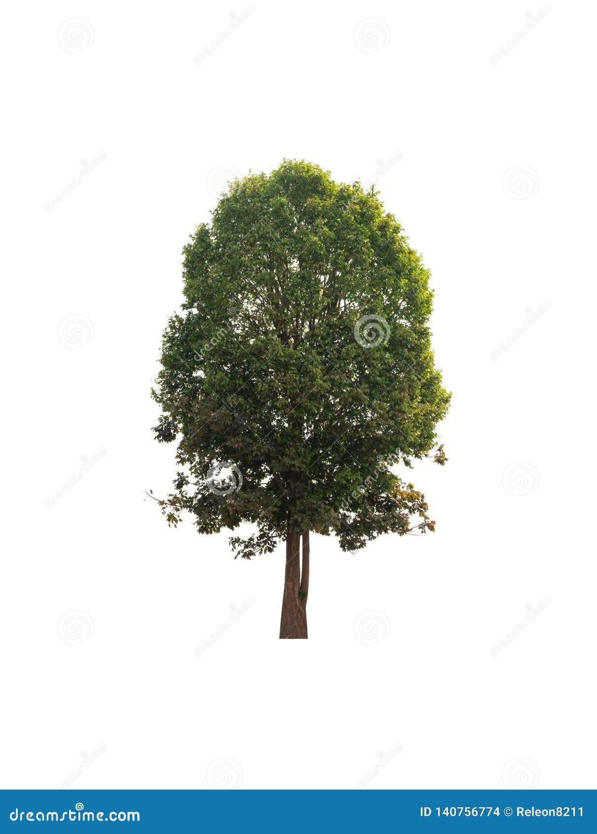 Tree white background stock photo. Image of environment - 140756774