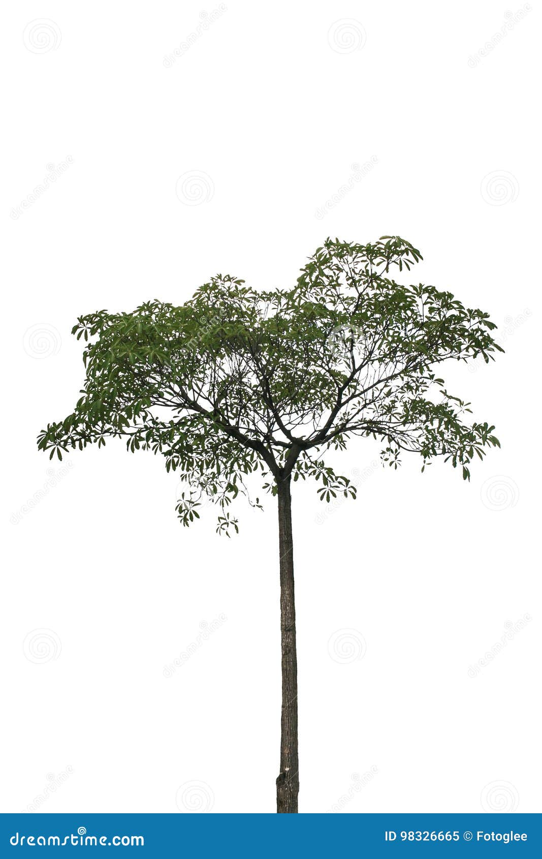 Isolated Tree on White Background Stock Image - Image of field, forest ...