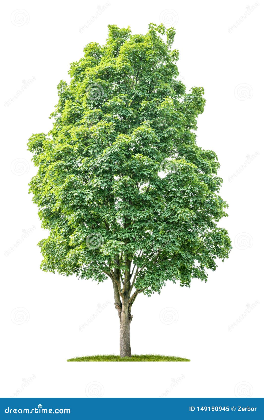 Isolated Tree on a White Background - Acer - Maple Stock Image - Image ...